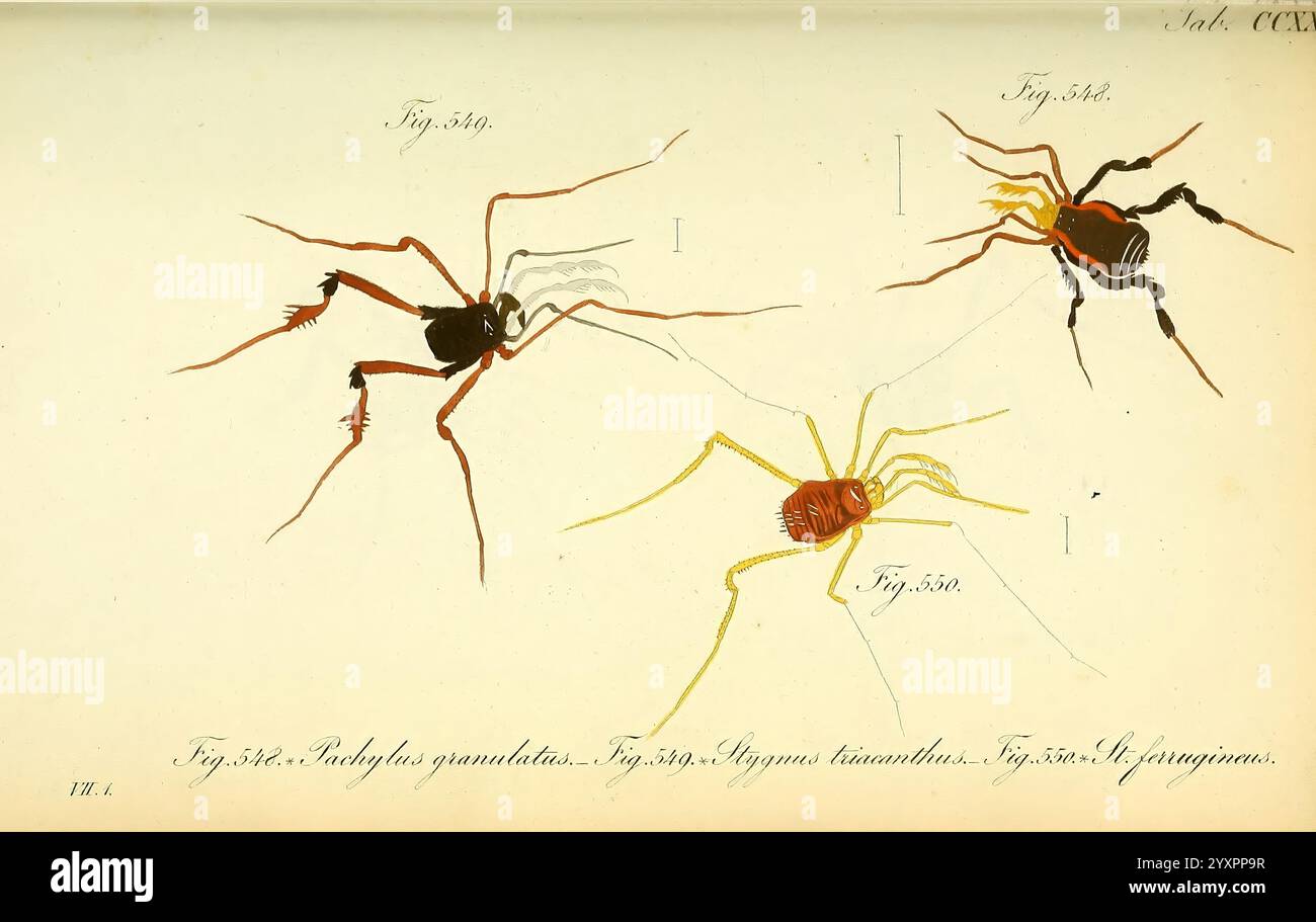 Die Arachniden, Nürnberg, In der C. H. Zeh'schen Buchhandlung, 1831 ...