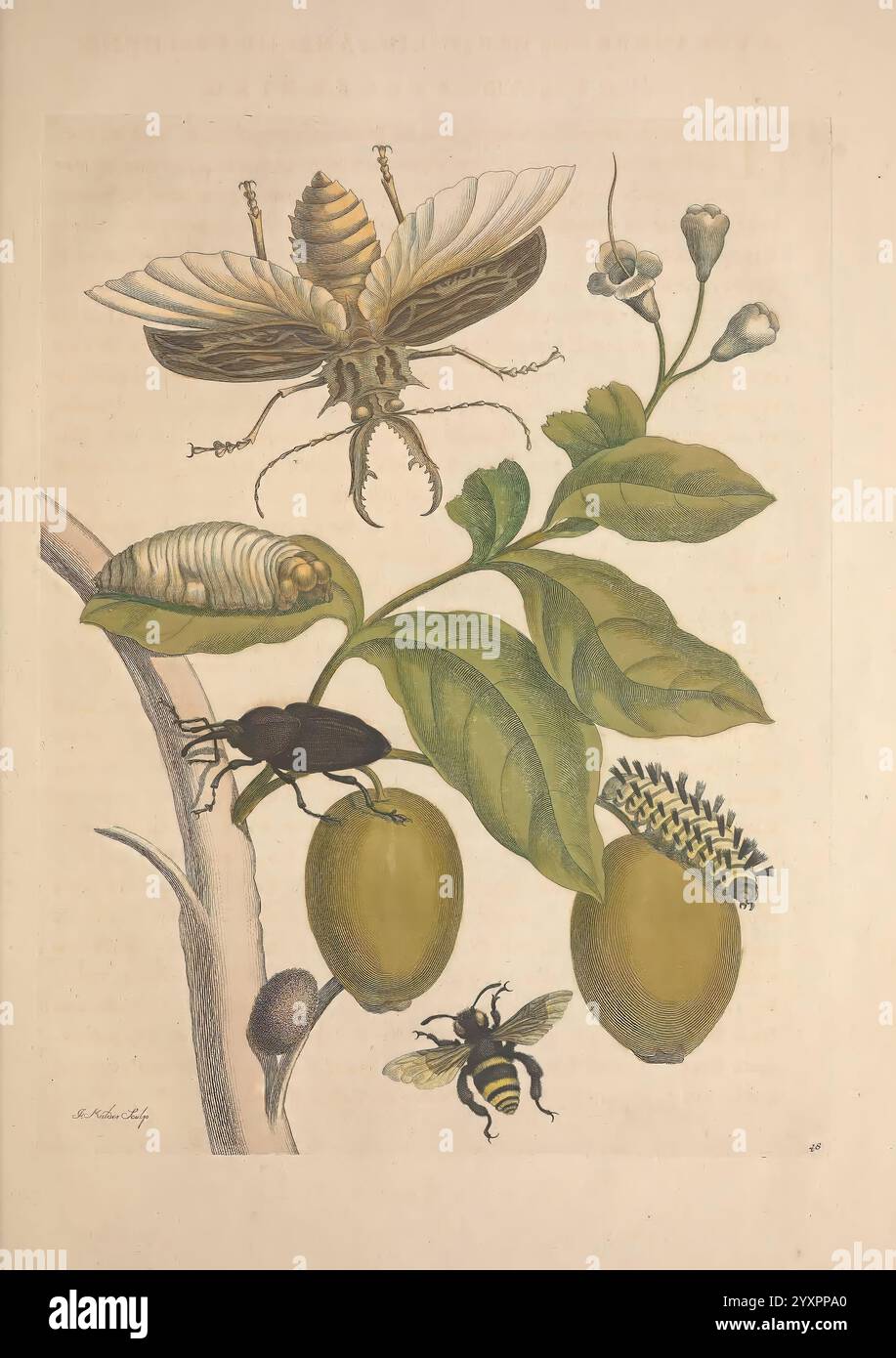 Shiny black beetle rests hi-res stock photography and images - Alamy