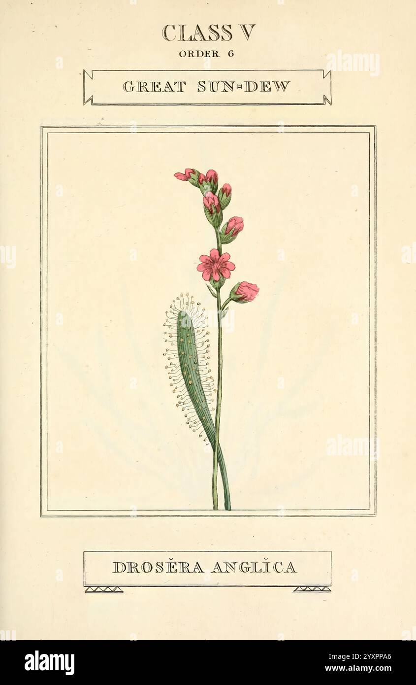 Elements of the Science of Botany, London, Printed by T. Bensley for J ...