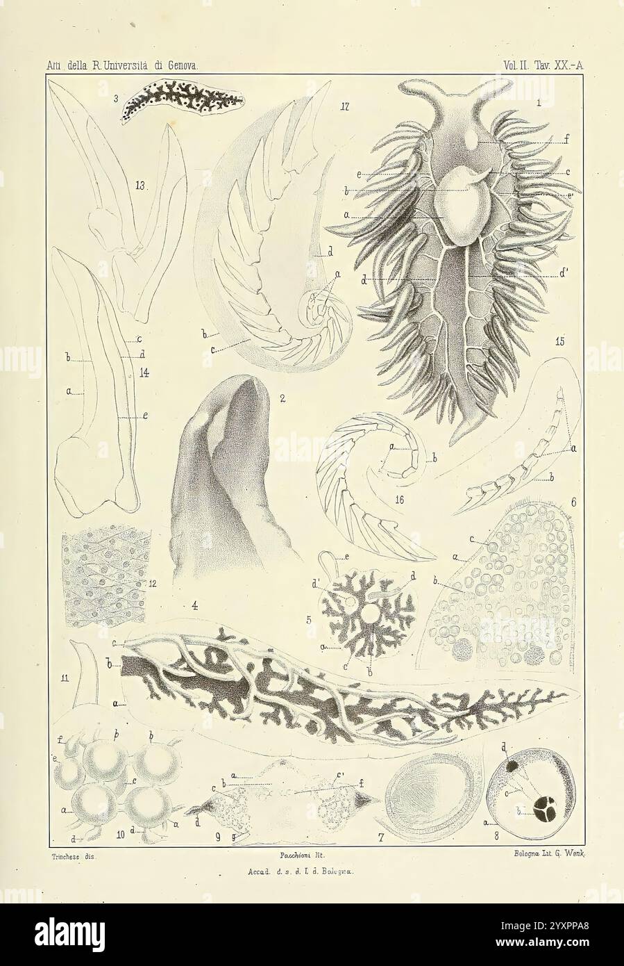Æolididae, families, port, Genova, Bologna, Types, Gamberini ...