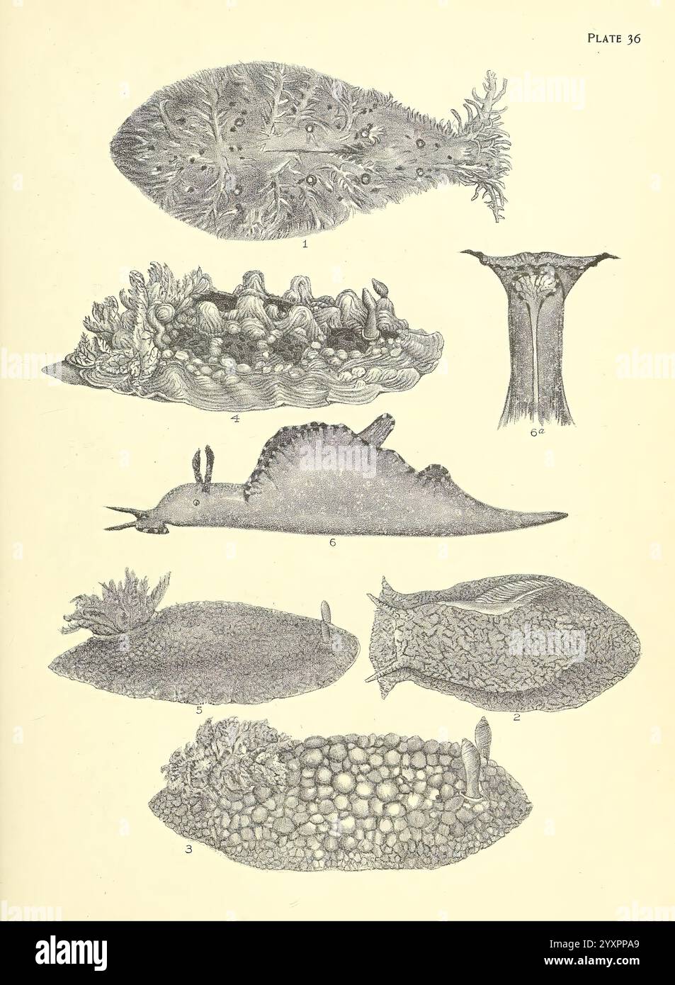 Bulbous creature displays hi-res stock photography and images - Alamy