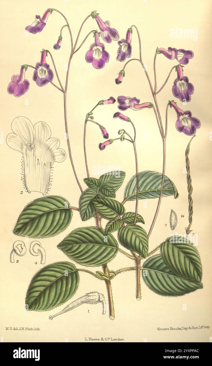 Streptocarpus holstii hi-res stock photography and images - Alamy