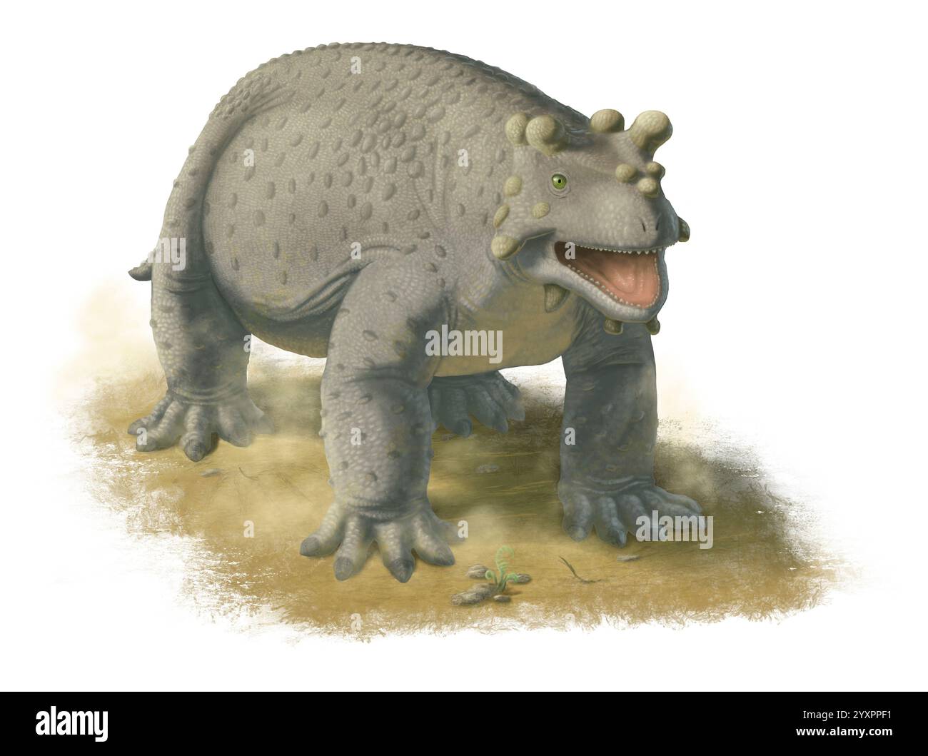 Bunostegos hi-res stock photography and images - Alamy