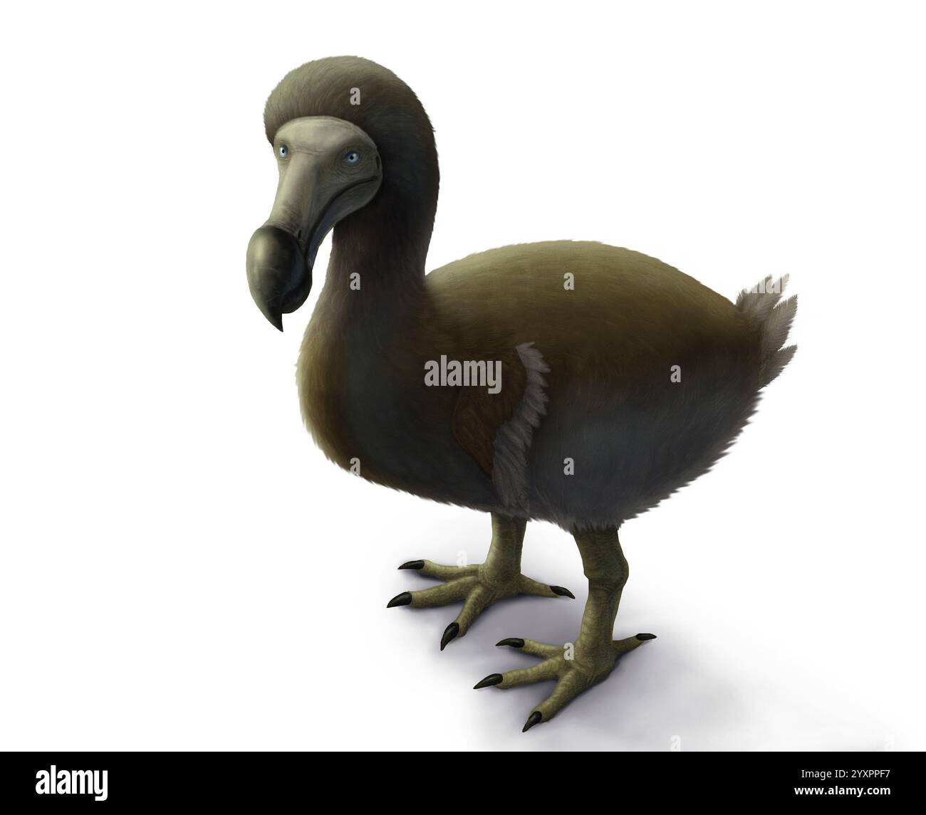 Dodo bird (Raphus cucullatus), a flightless bird extinct in the 17th ...