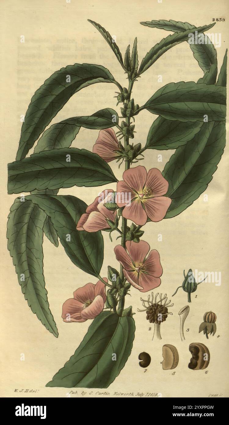 Annotated botanical information hi-res stock photography and images - Alamy