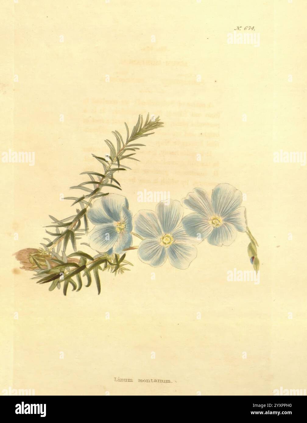 Linum usitatissimum illustration hi-res stock photography and images ...