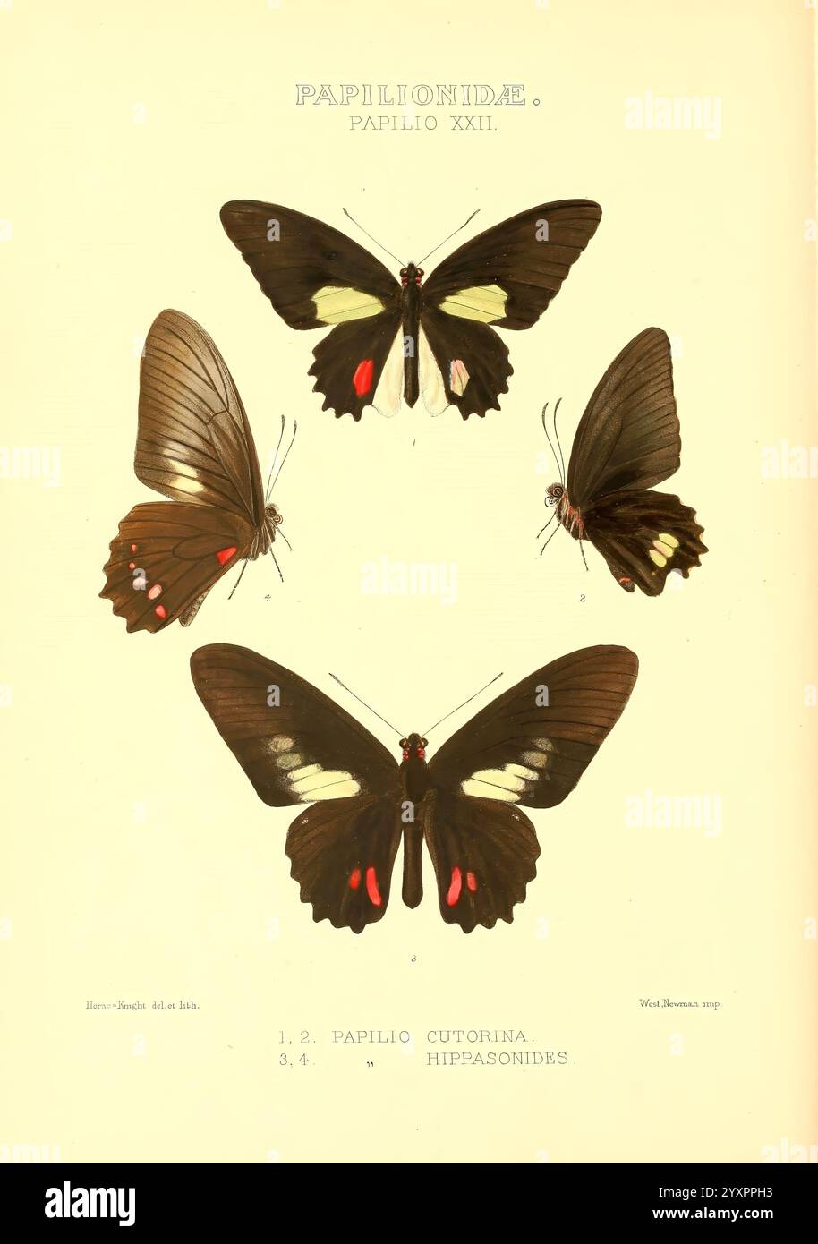 Species papilio xxii hi-res stock photography and images - Alamy