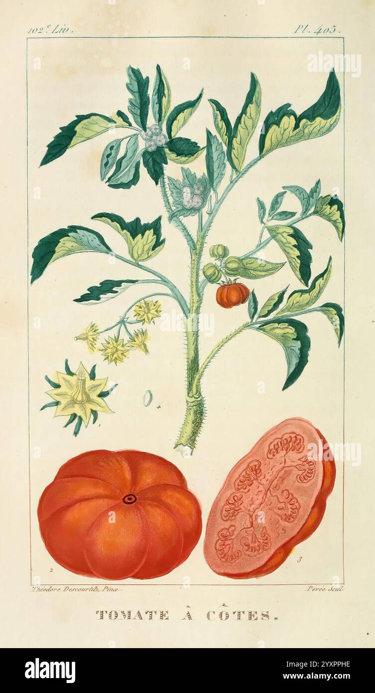 Tomate a cotes hi-res stock photography and images - Alamy