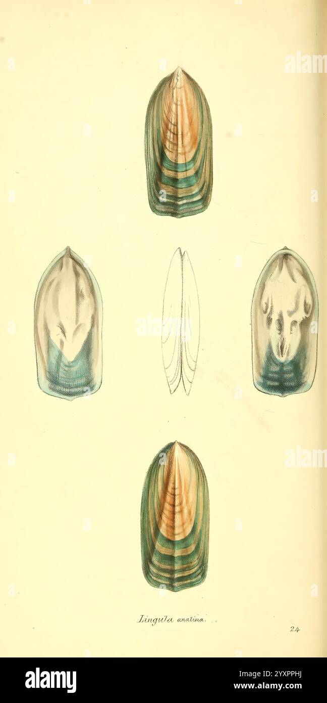 Ridged shell shape hi-res stock photography and images - Alamy