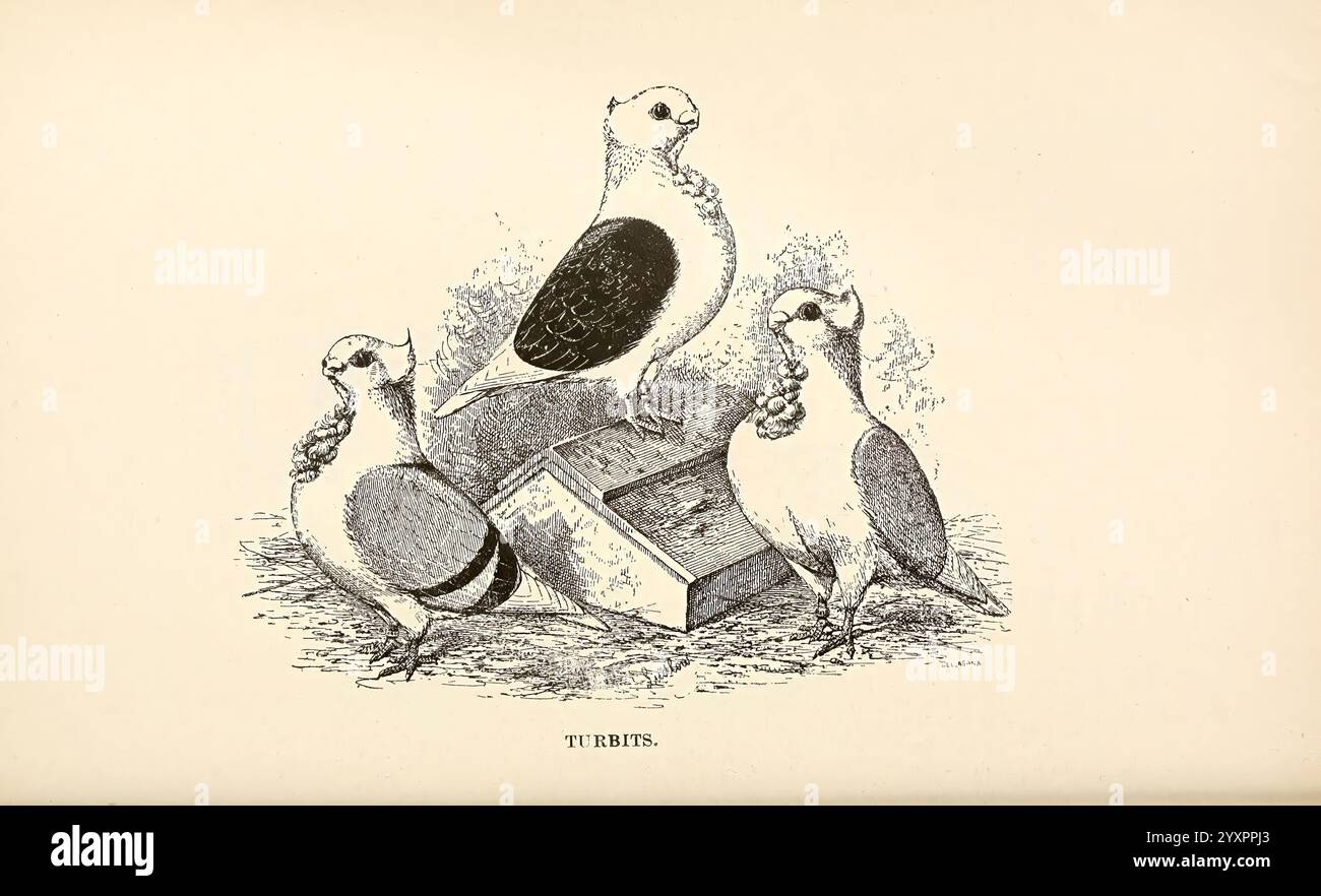 Showcasing distinct plumage hi-res stock photography and images - Alamy