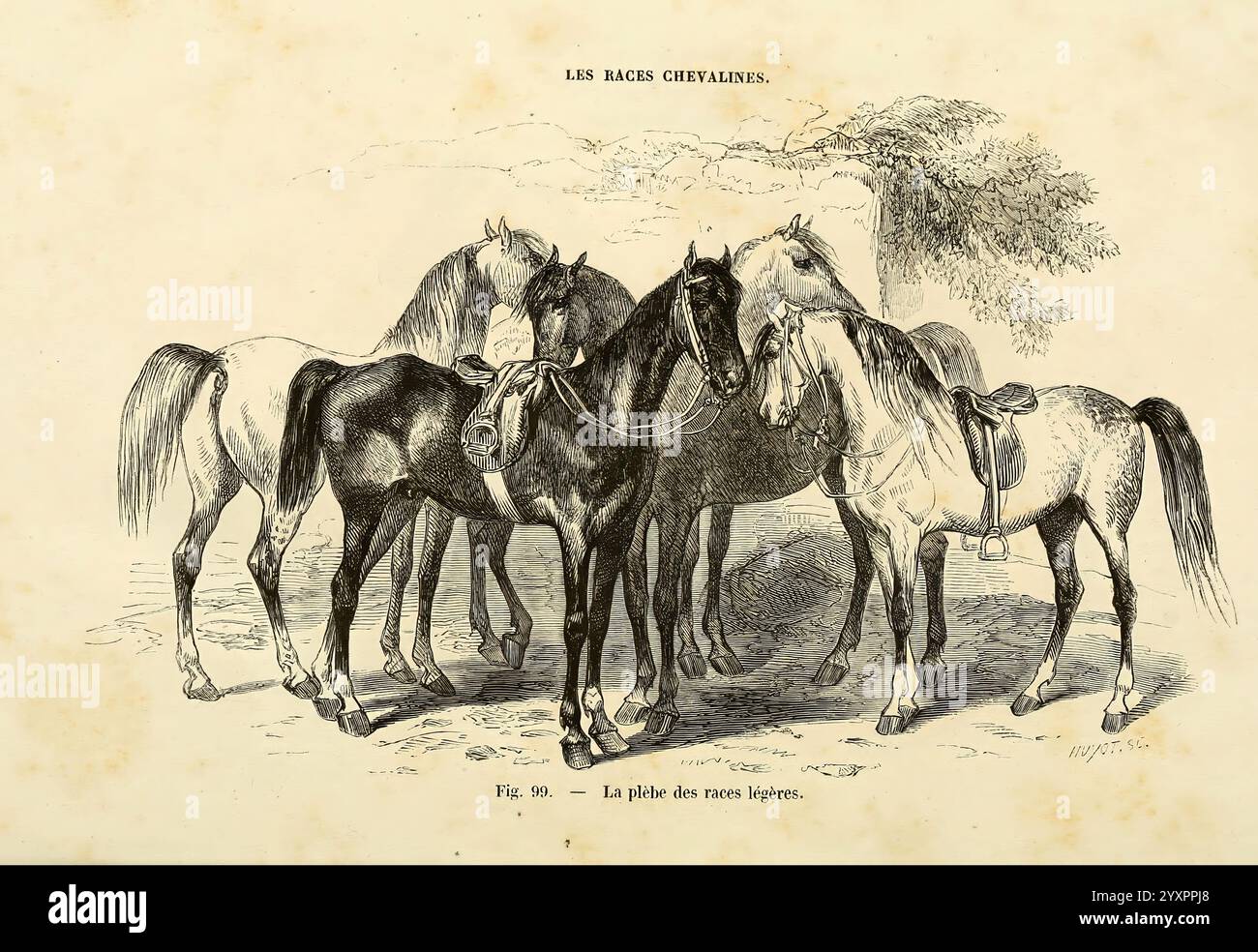 Highlight different horse breeds hi-res stock photography and images ...