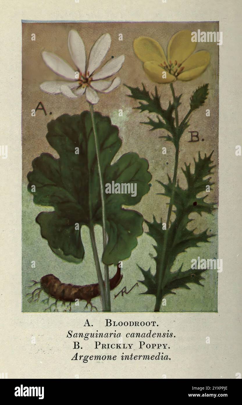 Distinctive broad leaf hi-res stock photography and images - Alamy