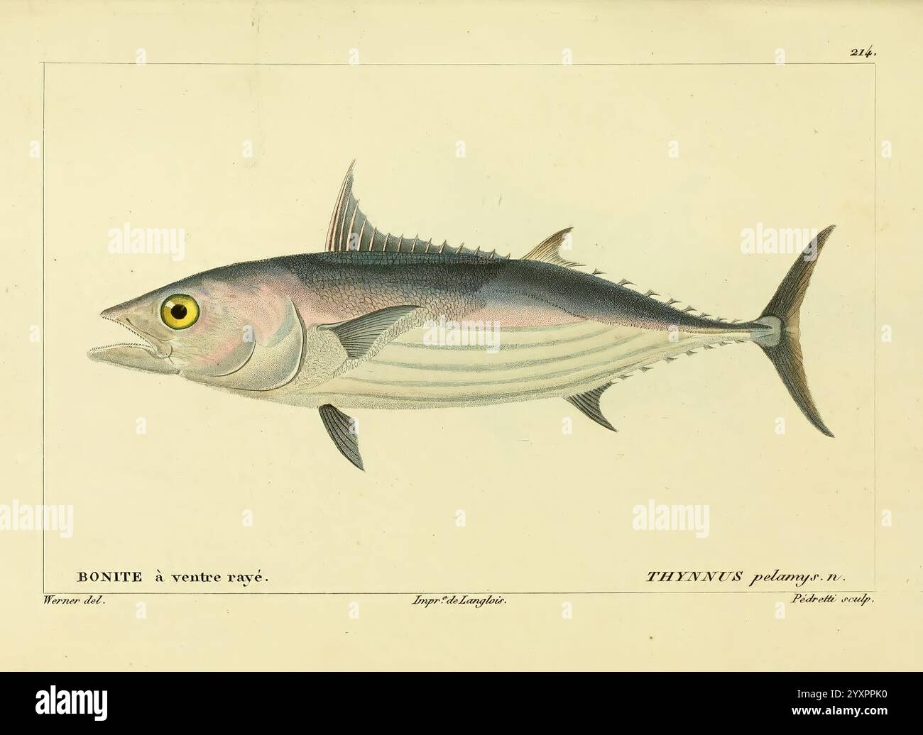 Depict natural coloration hi-res stock photography and images - Alamy