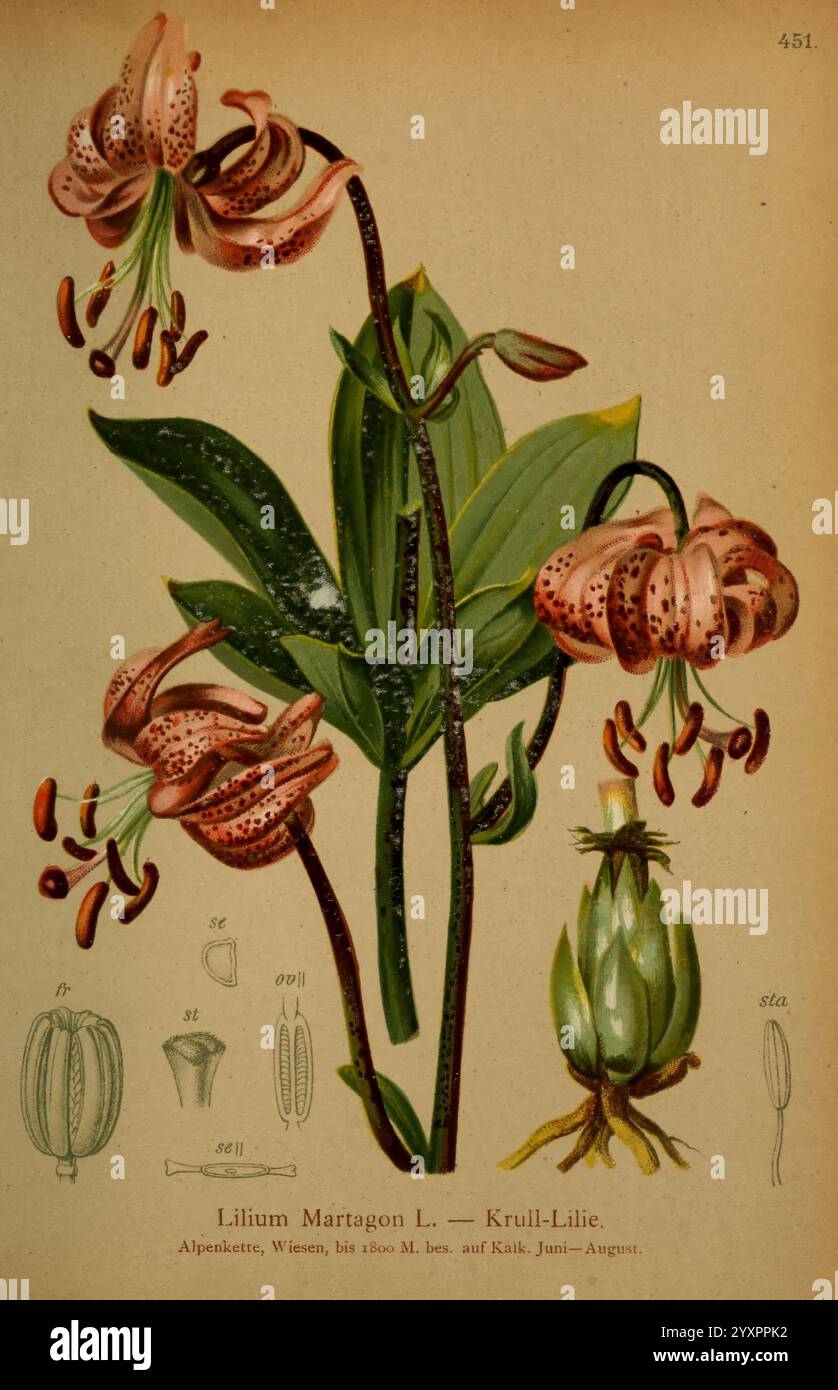 Atlas der Alpenflora, Wien, Alpenvereins, 1882, alps, atlases, mountain ...