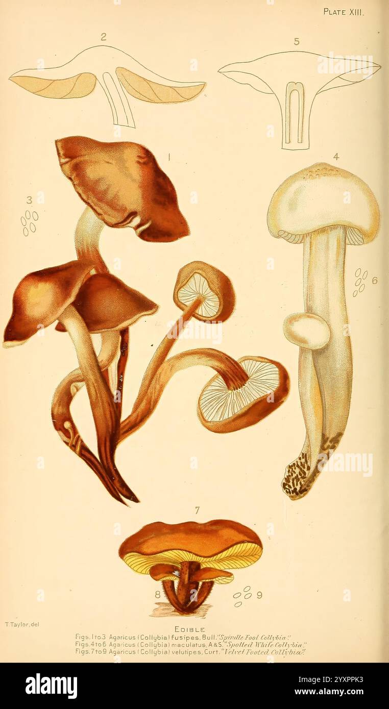 Student's handbook of mushrooms of America, edible and poisonous ...