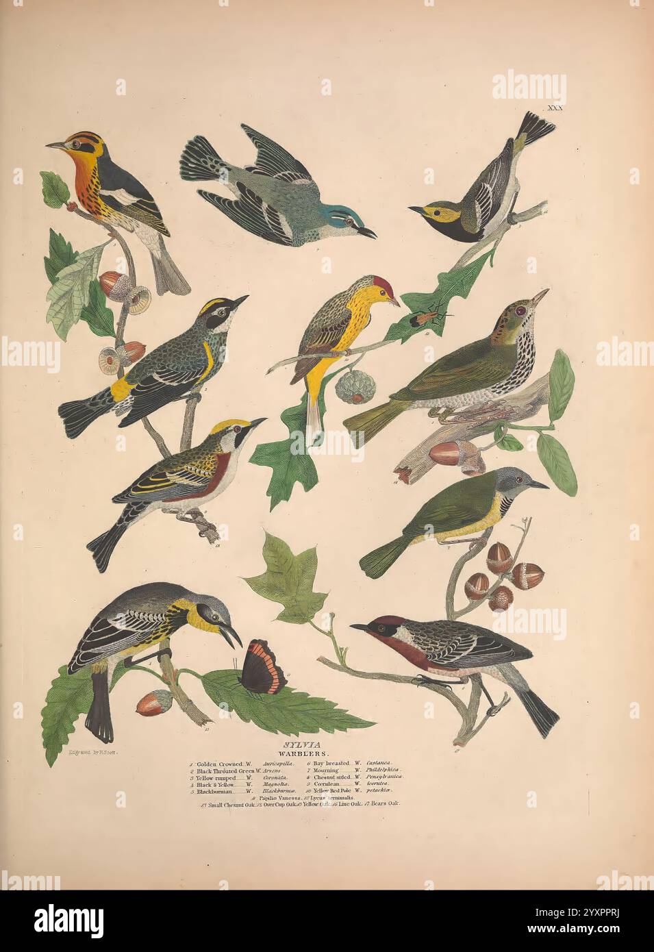 Illustrations of the American Ornithology of Alexander Wilson and ...