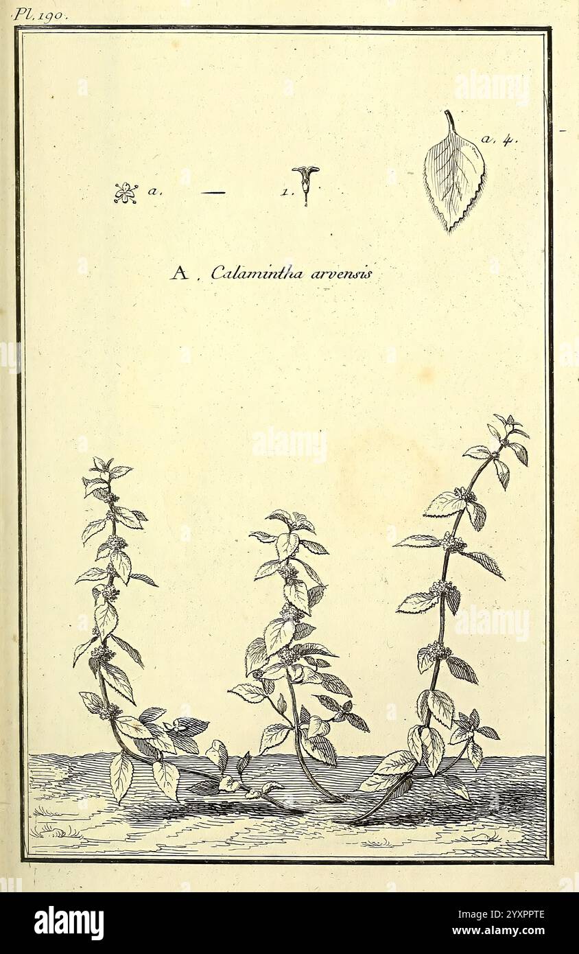 Three distinct stems hi-res stock photography and images - Alamy