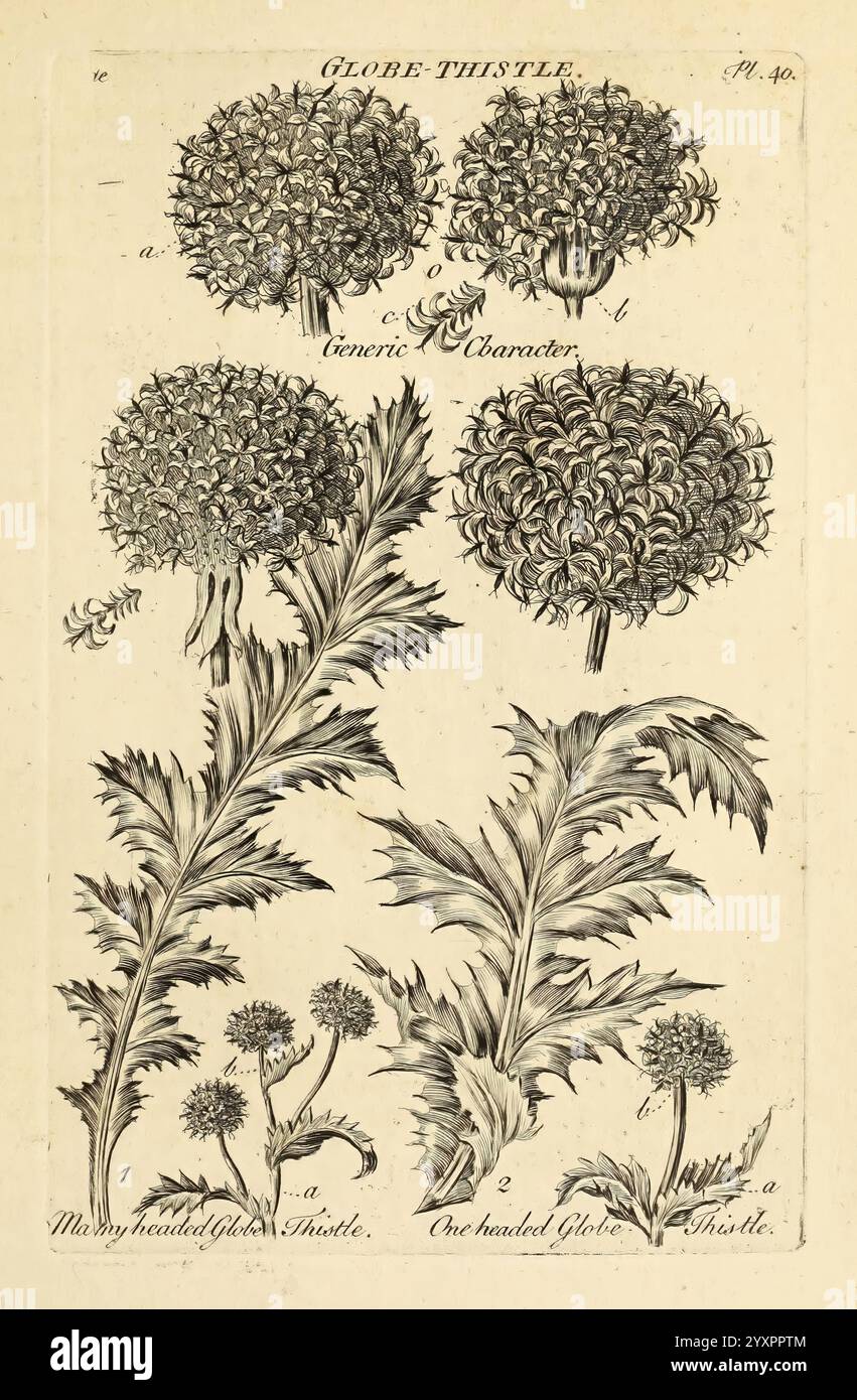 The vegetable system, London, 1759-1763, botany, pictorial works., This ...