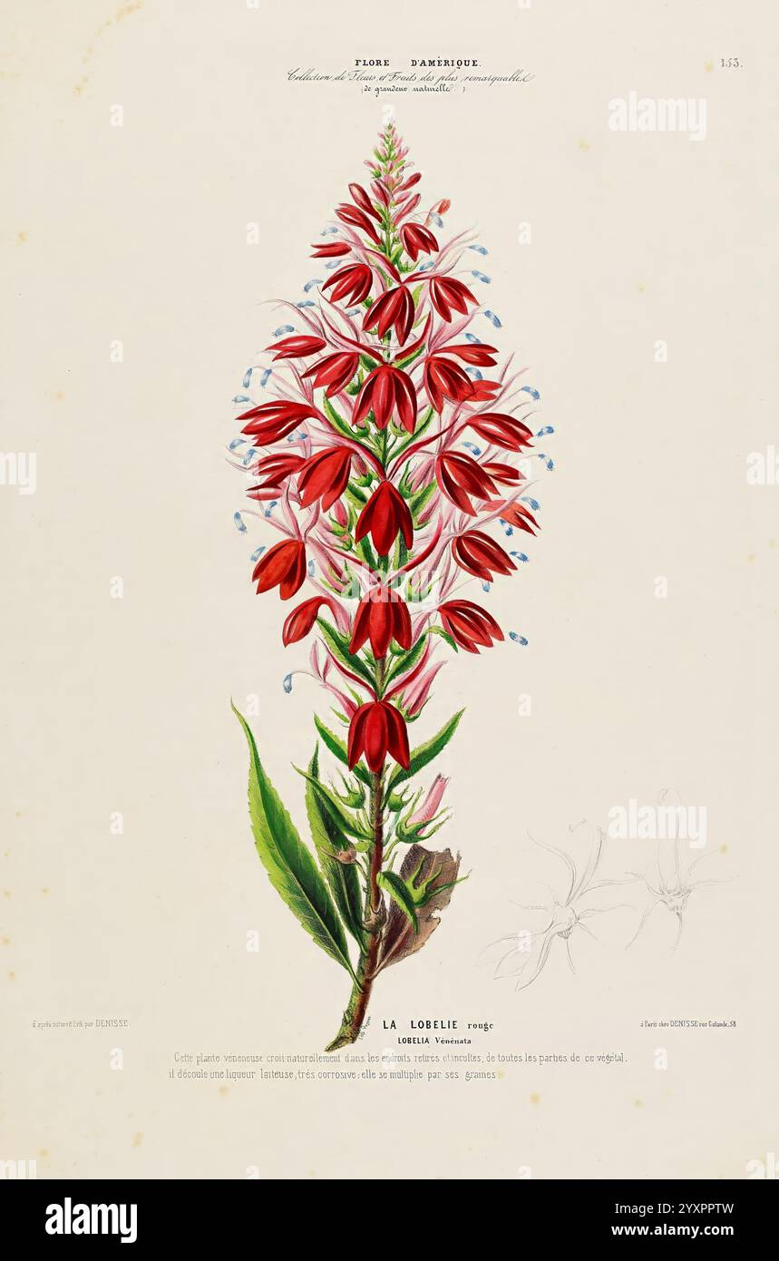 Flore d'Amérique, Paris, Gihaut 1843-1846, America, pictorial works ...