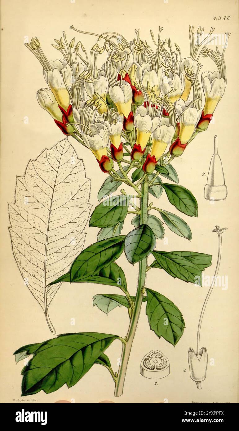 Curtis's Botanical Magazine, London, New York, botanical illustration ...