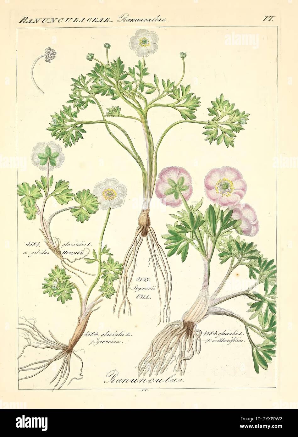 Icones florae Germanicae et Helveticae, simul Pedemontanae, Tirolensis ...
