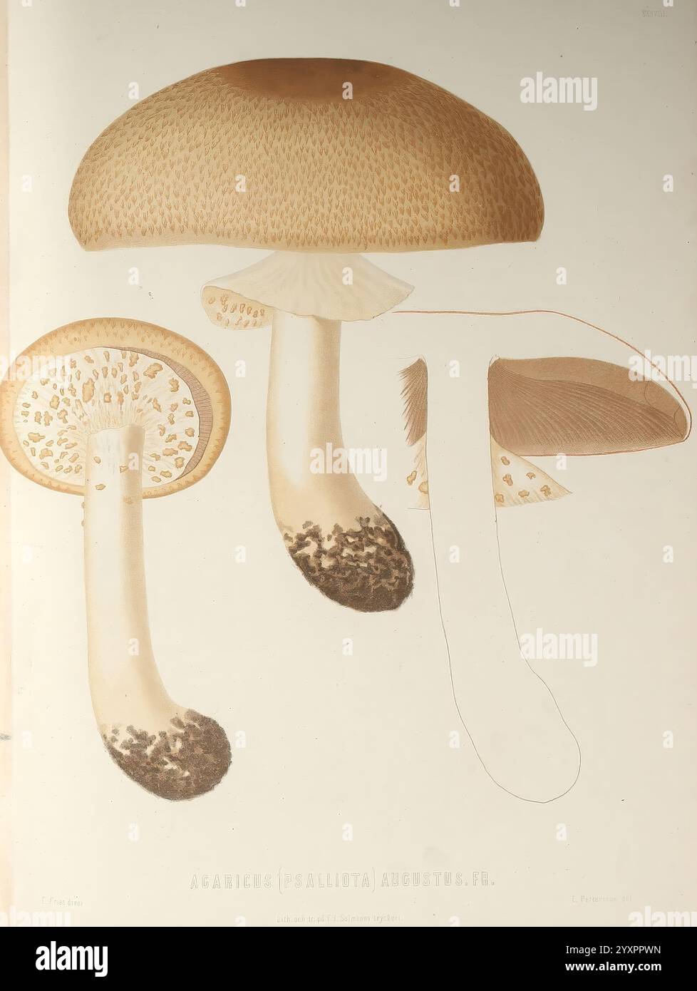 Sveriges, ätliga, och, giftiga, svampar, tecknade, efter, naturen ...