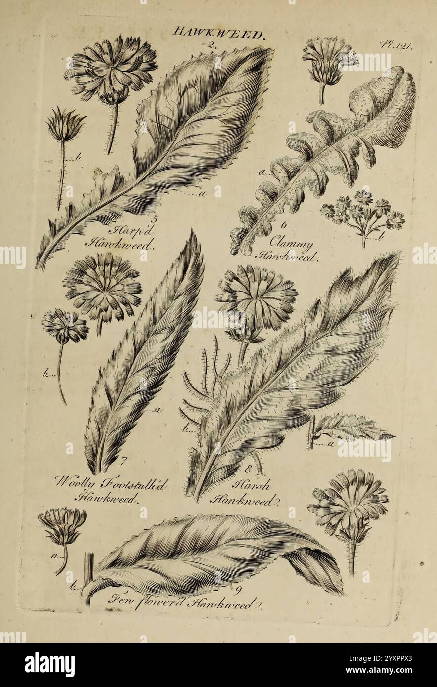 Two additional plant specimens hi-res stock photography and images - Alamy