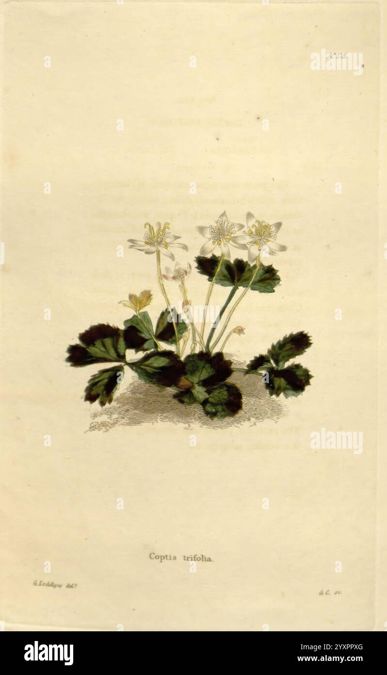 The botanical cabinet London, John & Arthur Arch 1817-1833, The ...