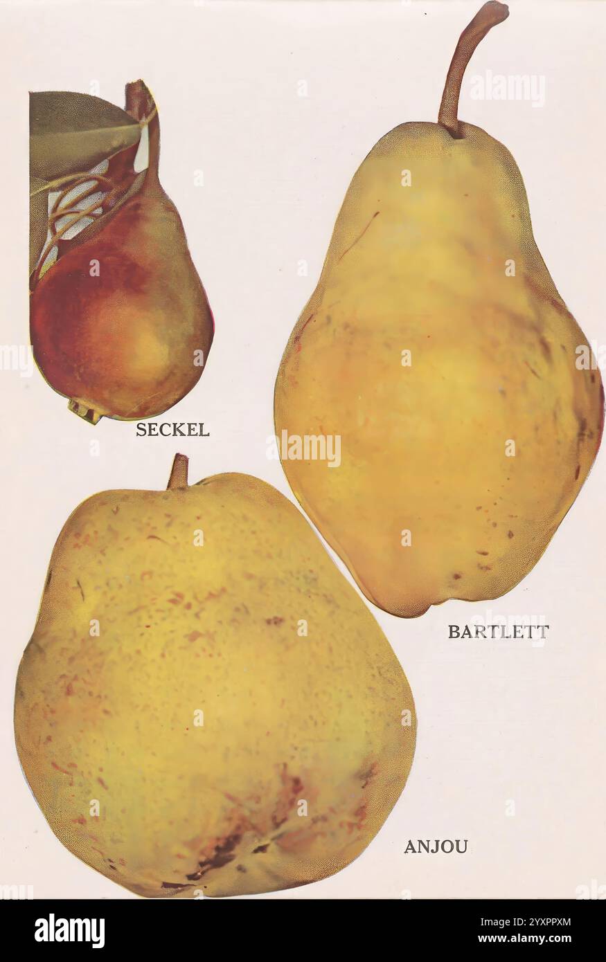 Catalogs nursery horticulture seckel anjou bartlett pears fruit hi-res ...