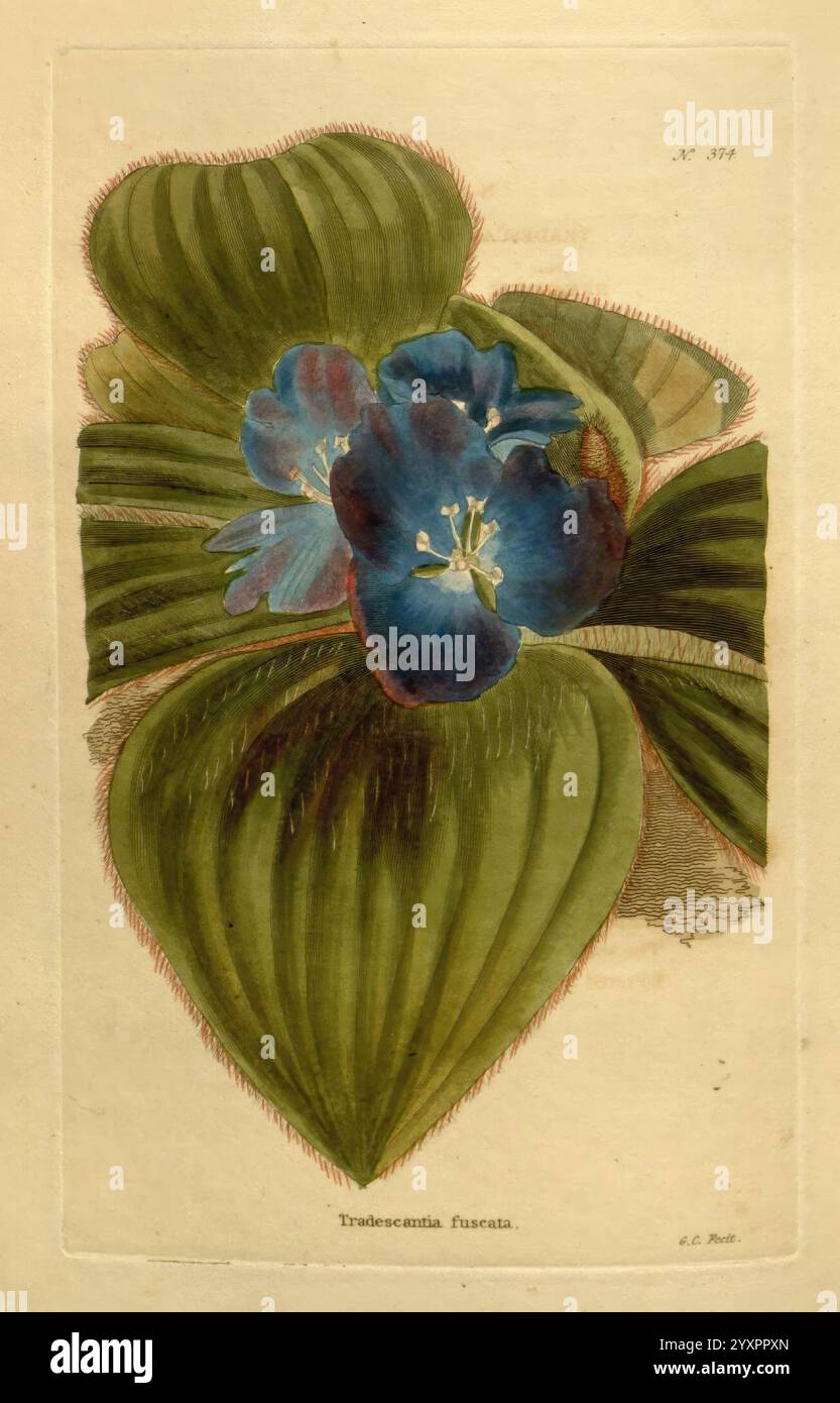 Tradescantia fusca hi-res stock photography and images - Alamy