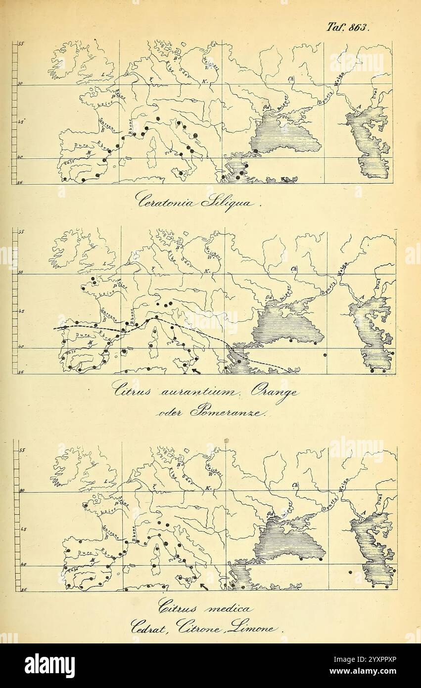 Various citrus species across geographic regions hi-res stock ...