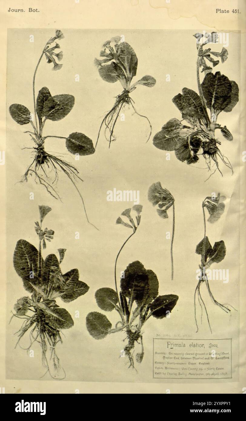 Arrangement showcases multiple plants hi-res stock photography and ...