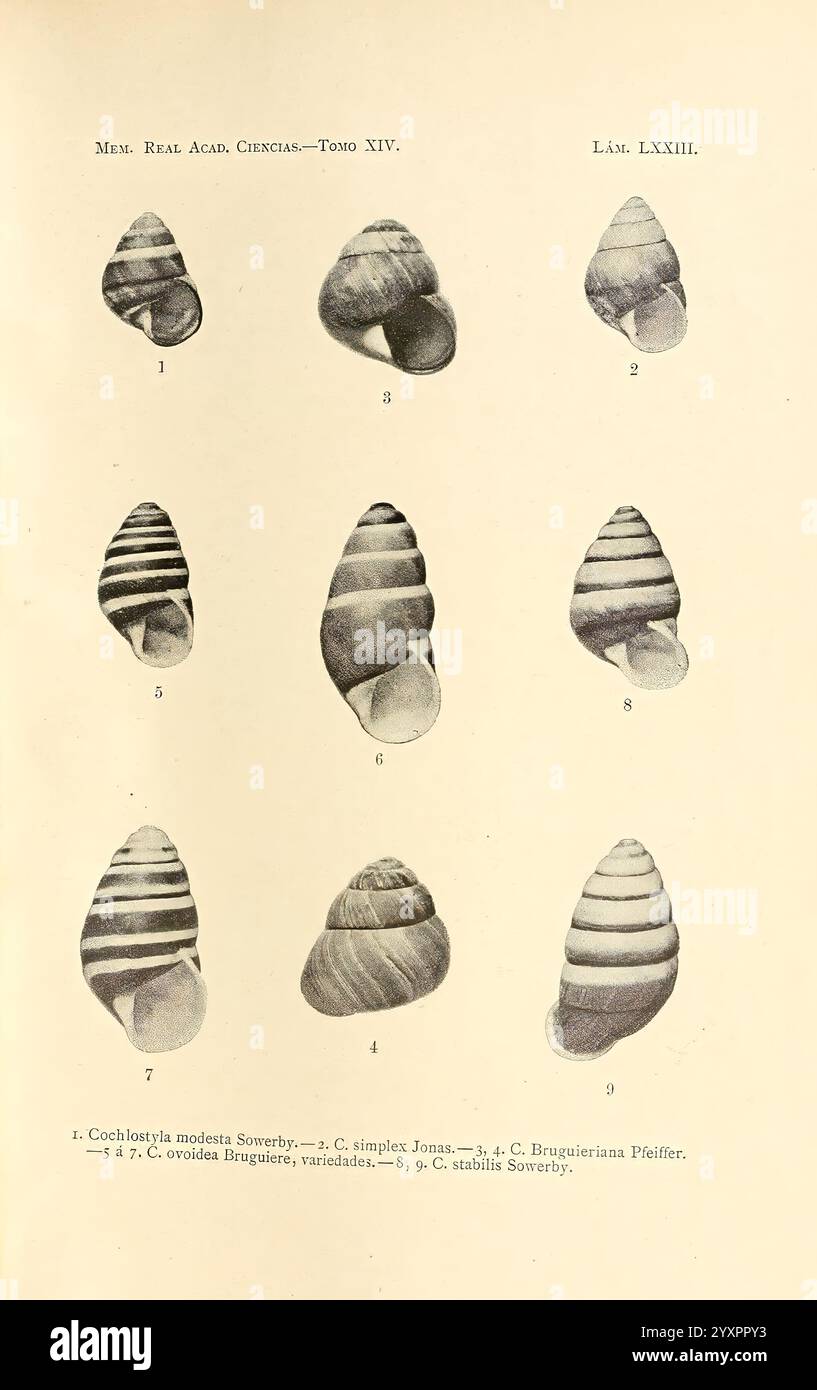 Numbered shell represents hi-res stock photography and images - Alamy