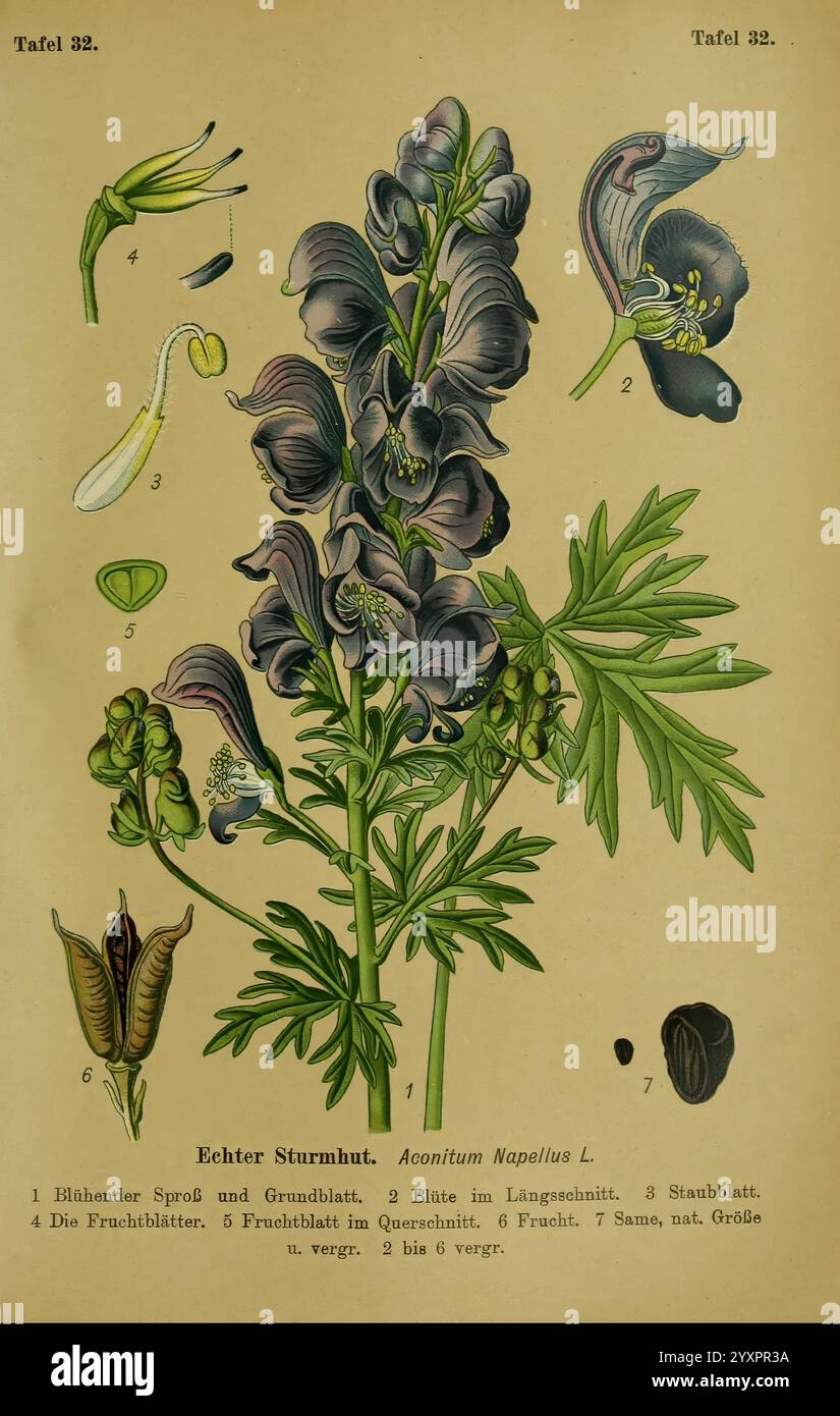 Die Giftpflanzen Deutschlands. Braunschweig, F. Vieweg, 1910. Germany ...