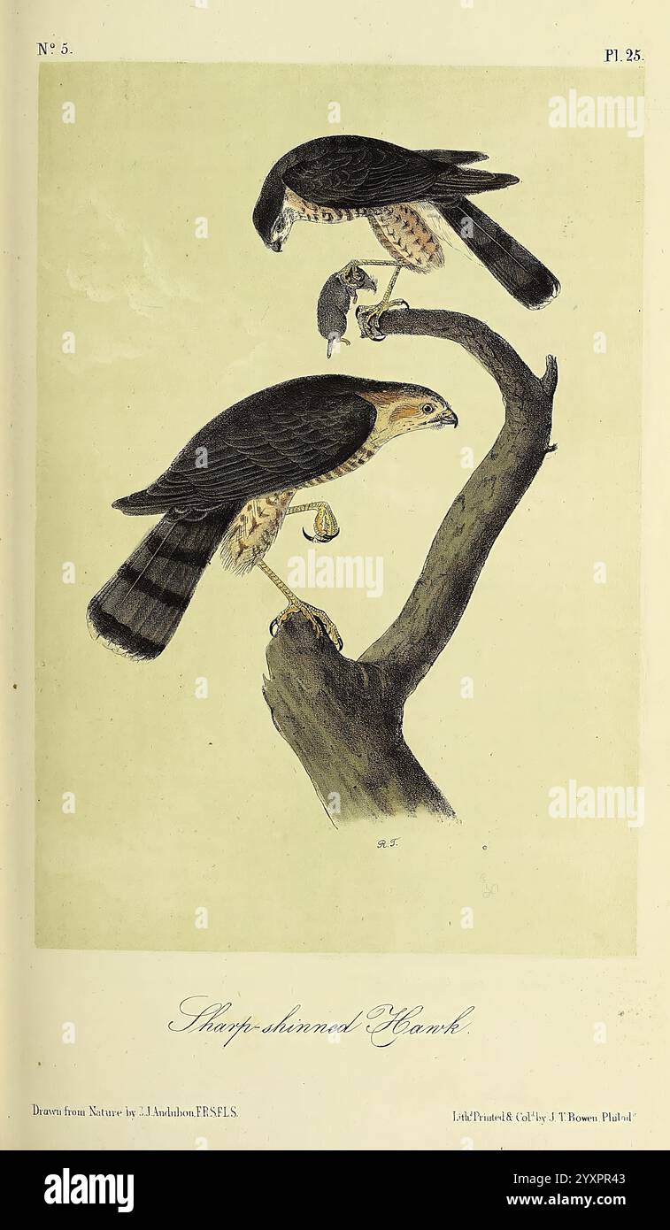 The birds of America New York G.R. Lockwood 1871 c1839. birds North ...