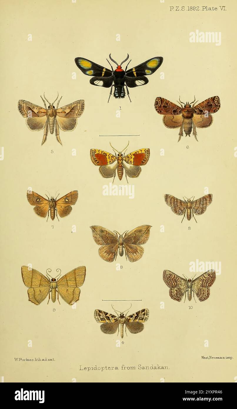 Visually striking moth hi-res stock photography and images - Alamy