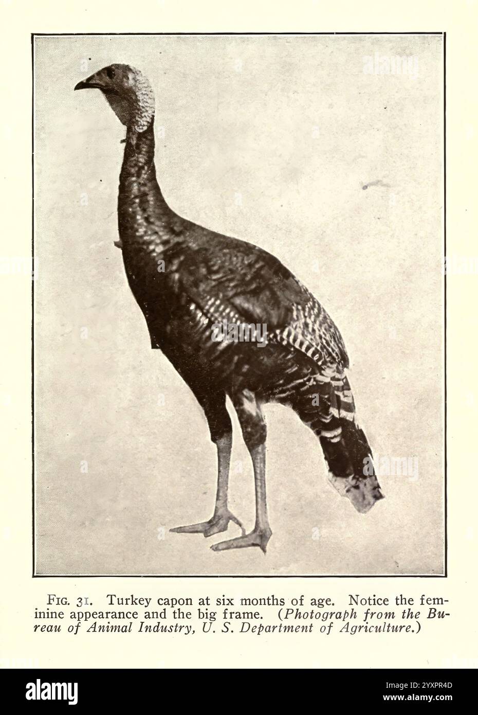 Turkey raising New York Orange Judd publishing company Etc. Etc. 1922 ...