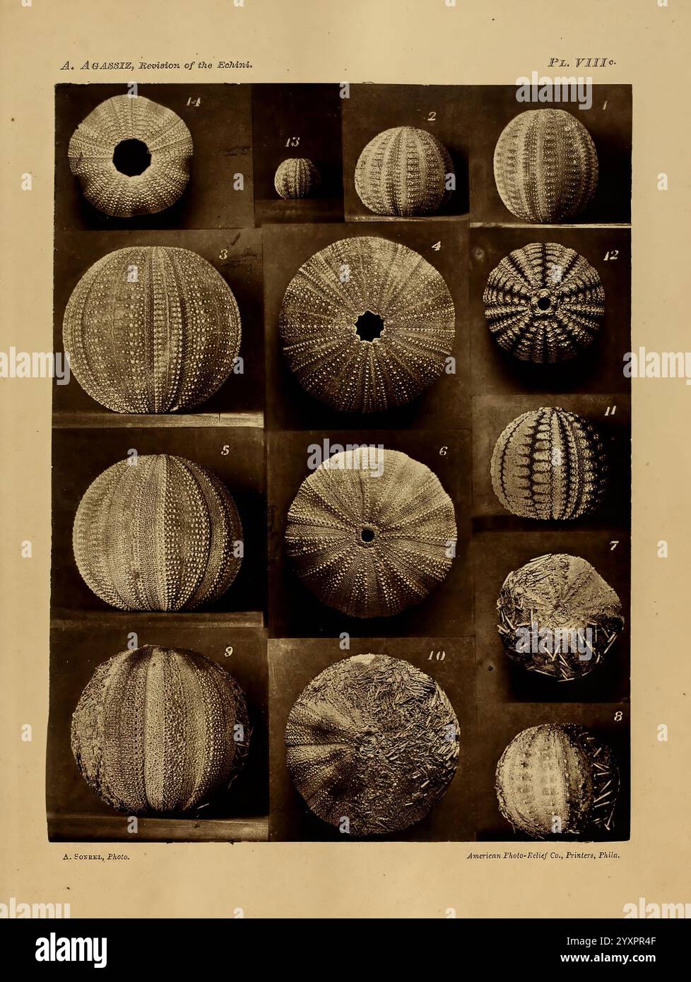 Revision of the Echini Cambridge, Mass, University Press, 1872-1874 ...