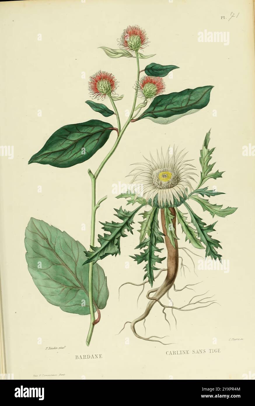 Prominent taproot hi-res stock photography and images - Alamy