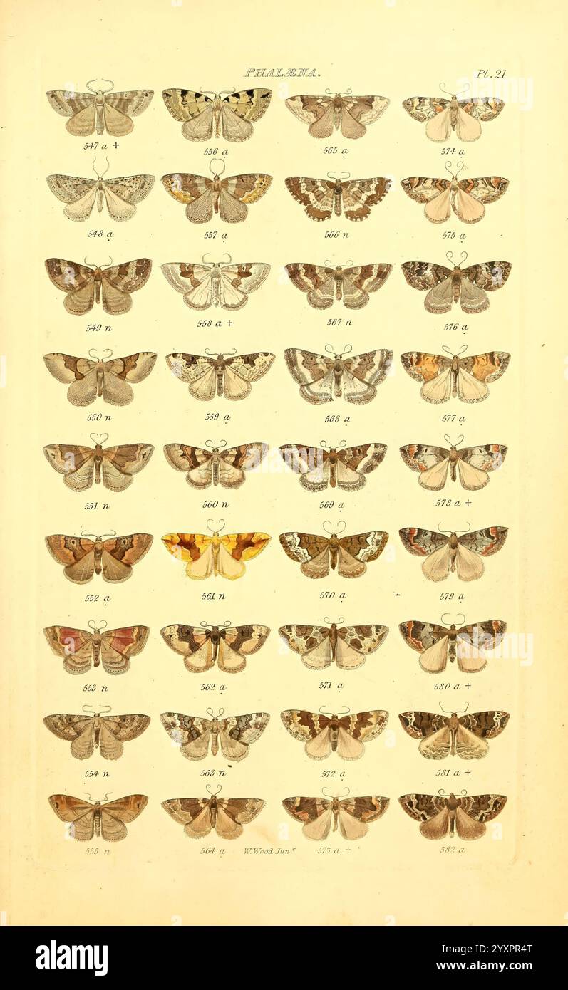 Index entomologicus, London, William Wood, 1839, butterflies, classification, Great Britain ...