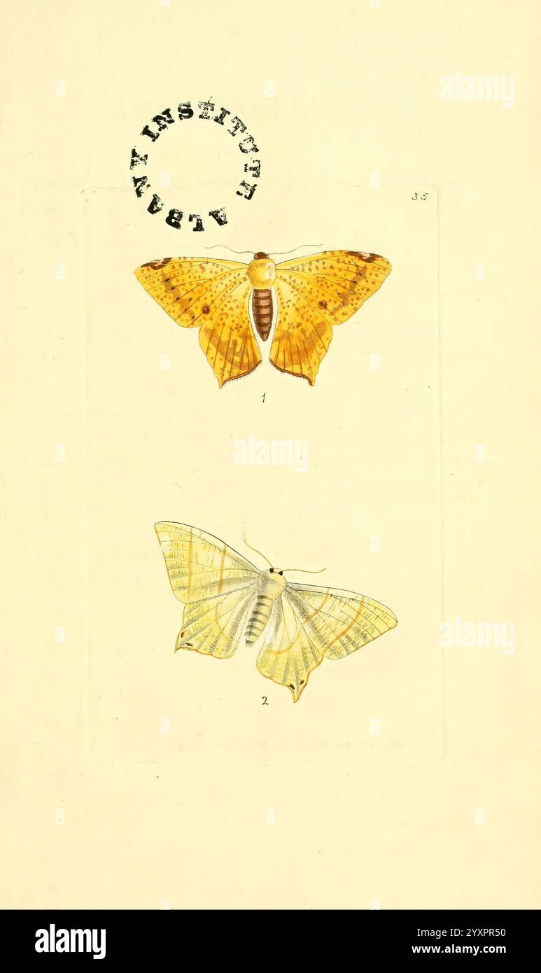 Two distinct moths hi-res stock photography and images - Alamy