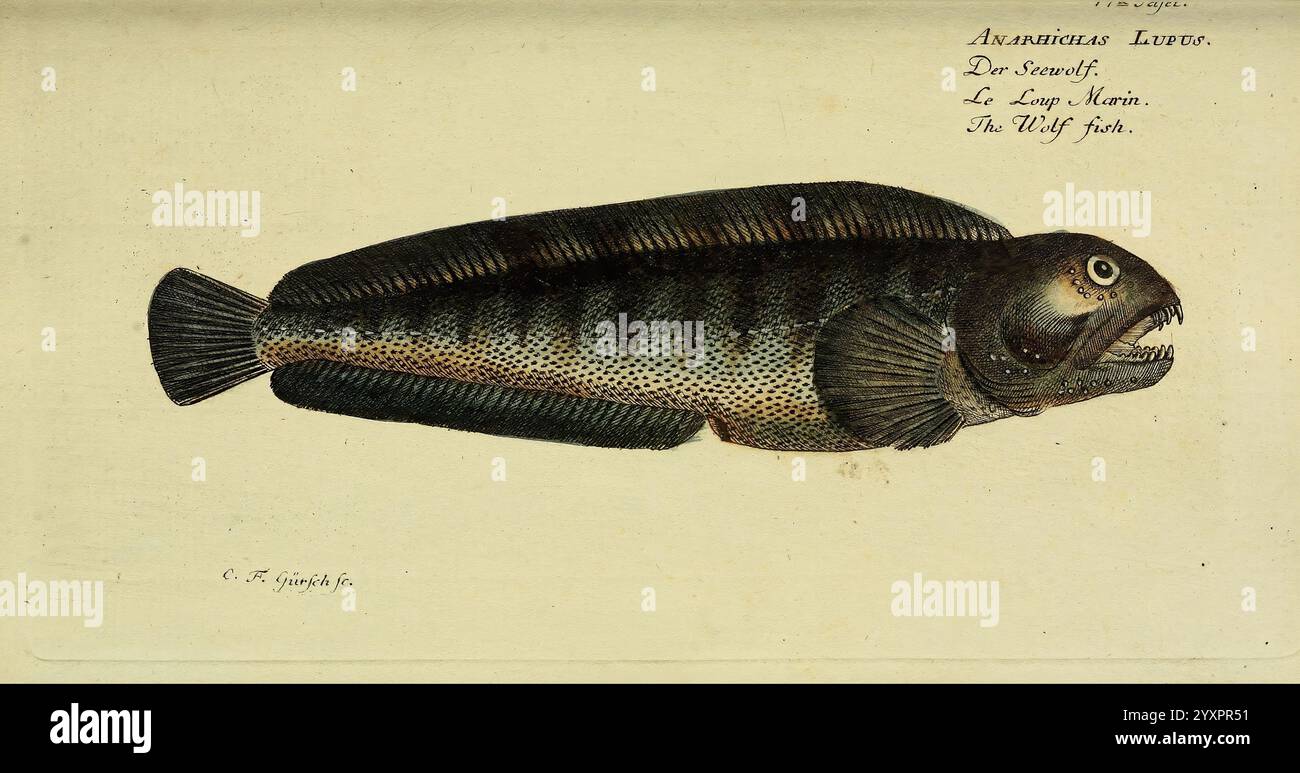 Fishs sharp dorsal fin hi-res stock photography and images - Alamy