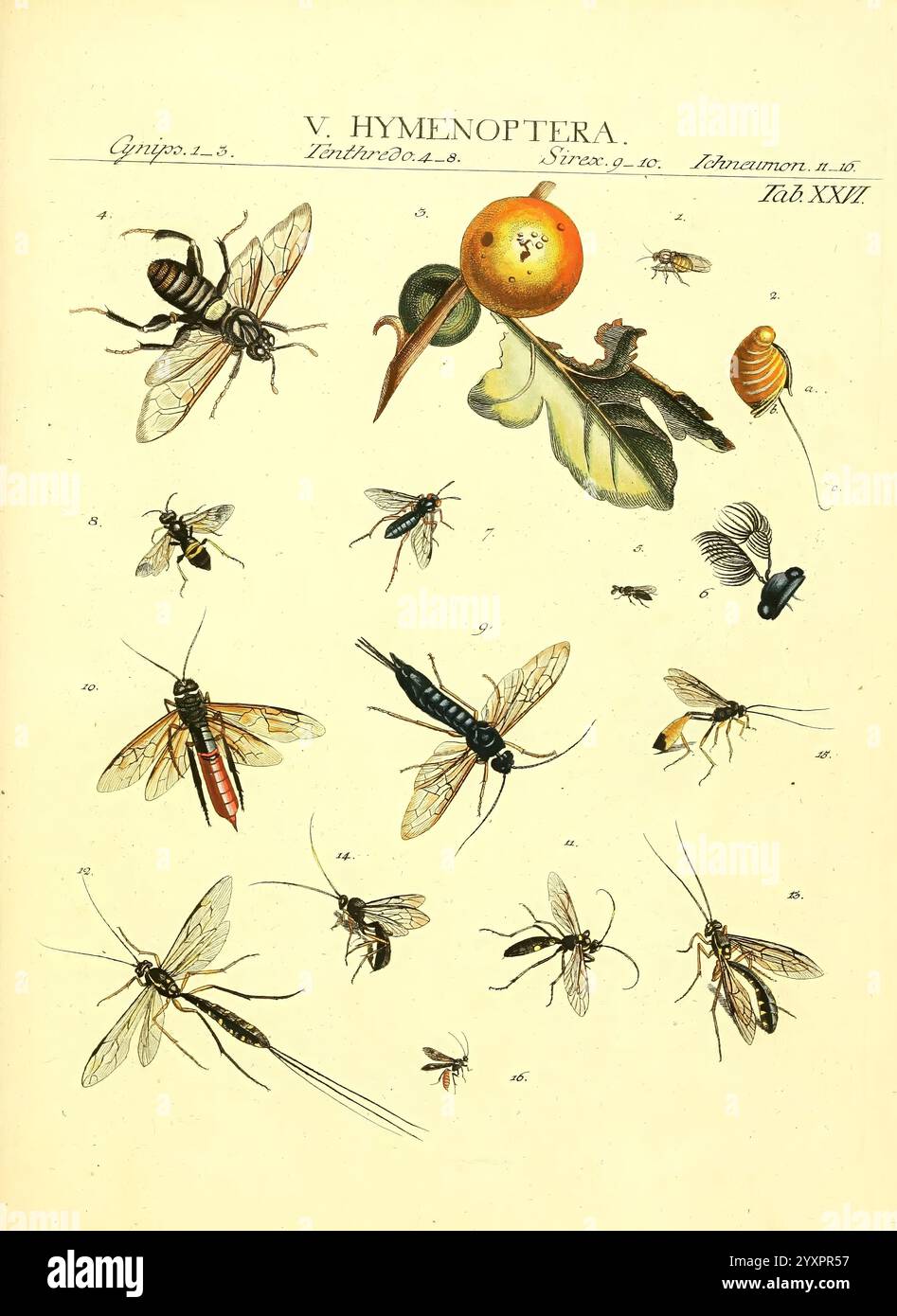 Genera insectorum Linnaei et Fabricii iconibus illustrata. c.1 Vitoduri ...