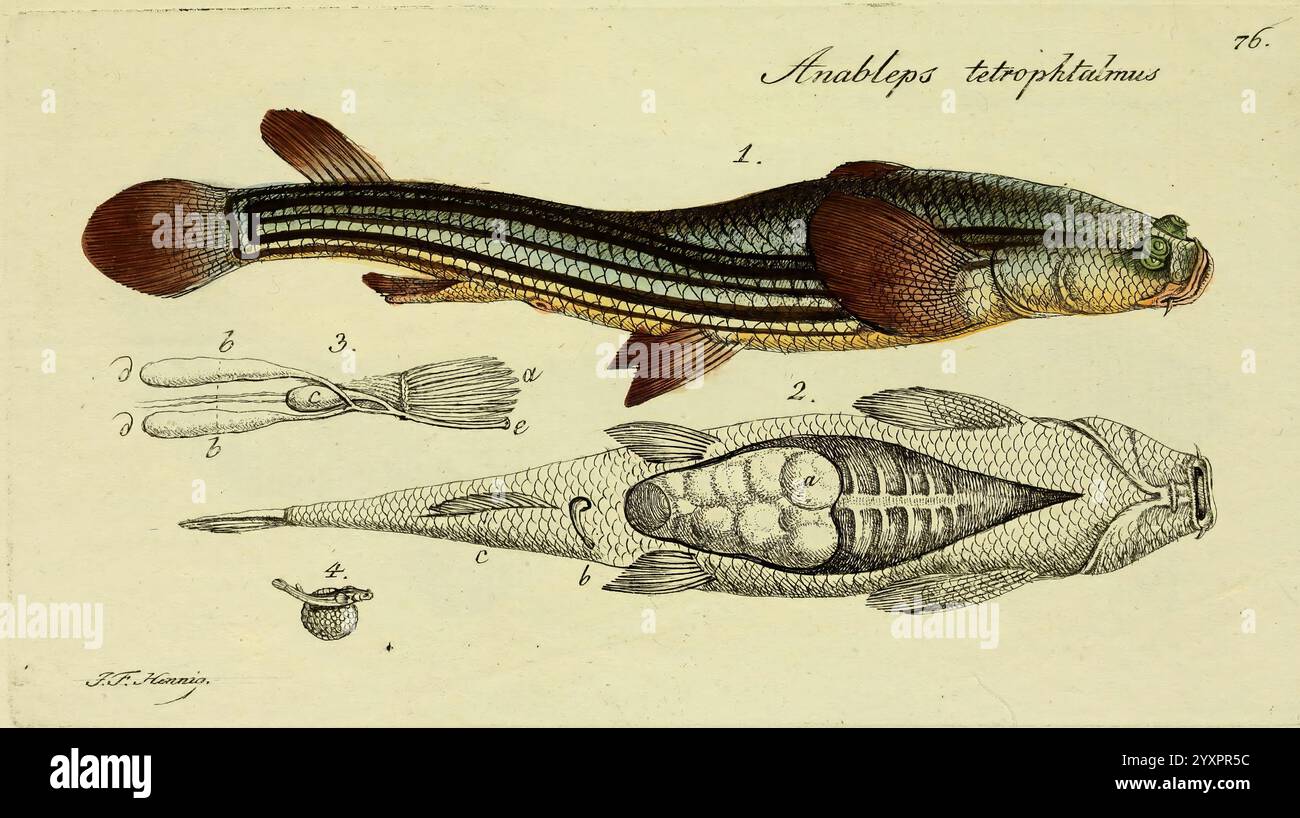 Essence of aquatic anatomy hi-res stock photography and images - Alamy