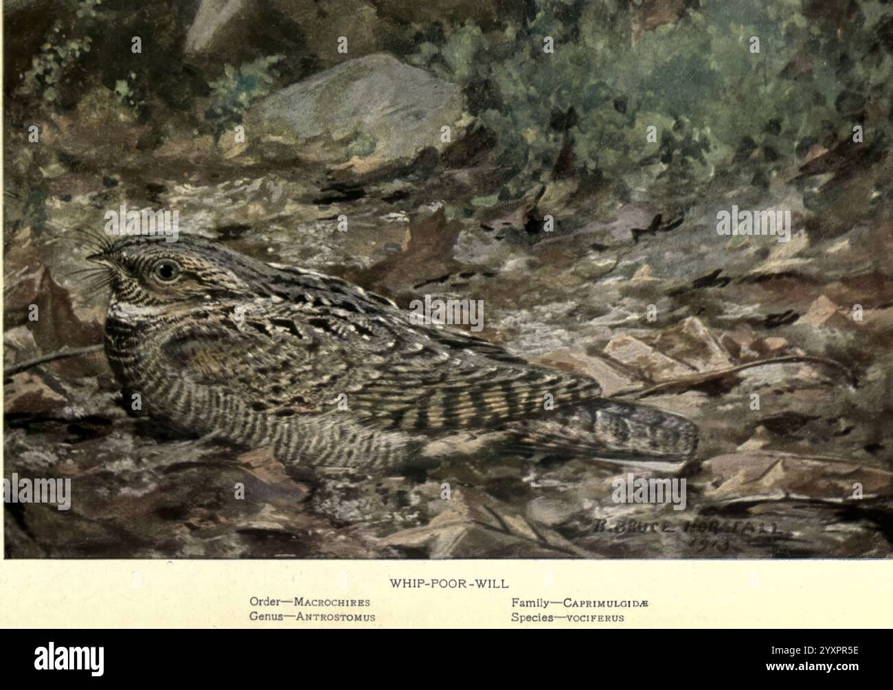 Showcases portraits hi-res stock photography and images - Alamy