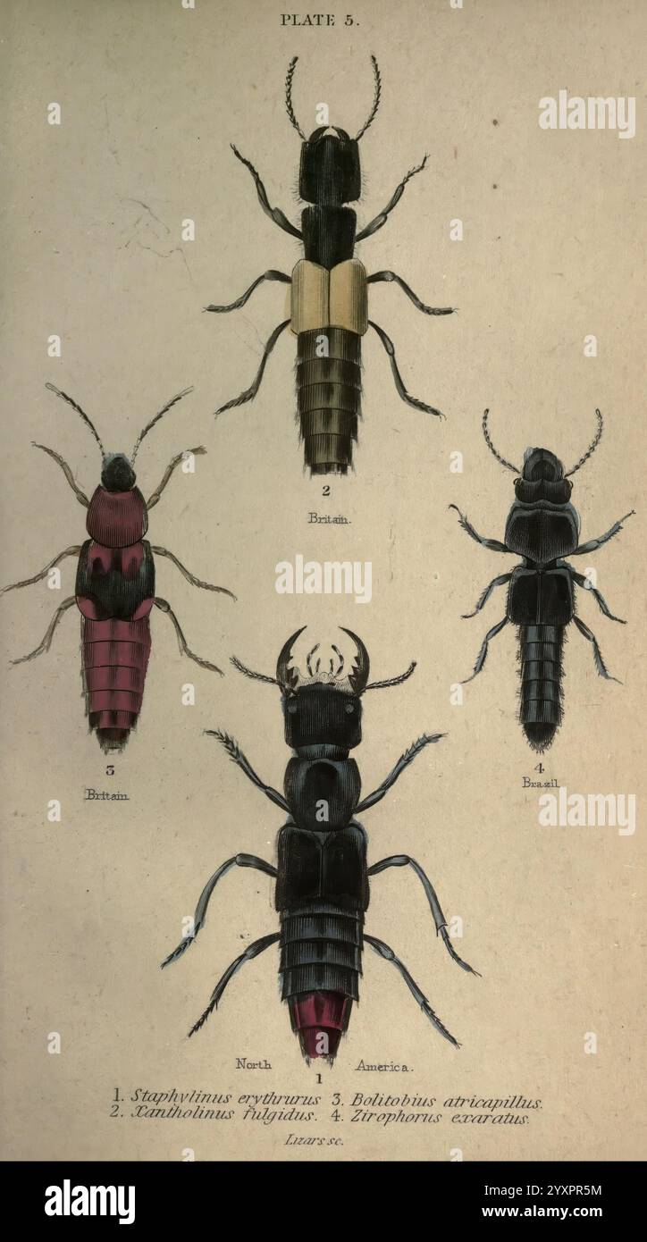 Adjacent beetle hi-res stock photography and images - Alamy