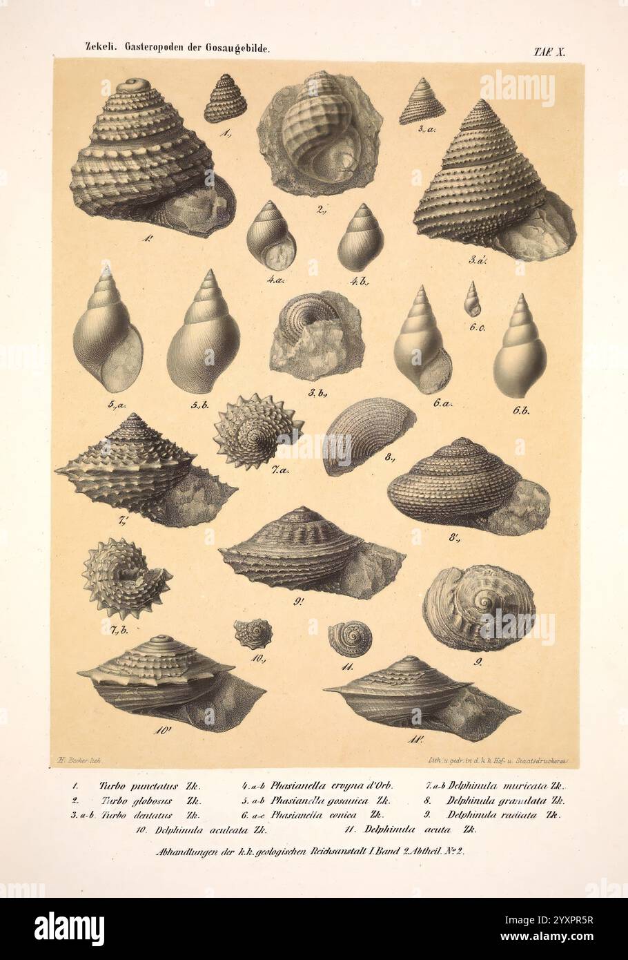 1852 alps mollusks fossil gastropoda fossil hi-res stock photography ...