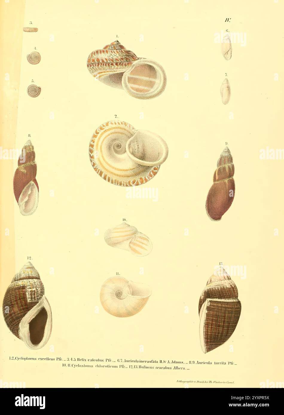 Novitates Conchologicae Cassel T. Fischer 1854-79 Mollusks Pictorial ...