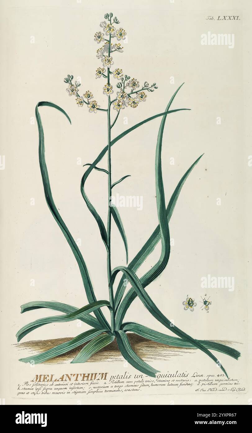 Plantae, selectae, quarum, imagines, ad, exemplaria, naturalia, Londini ...