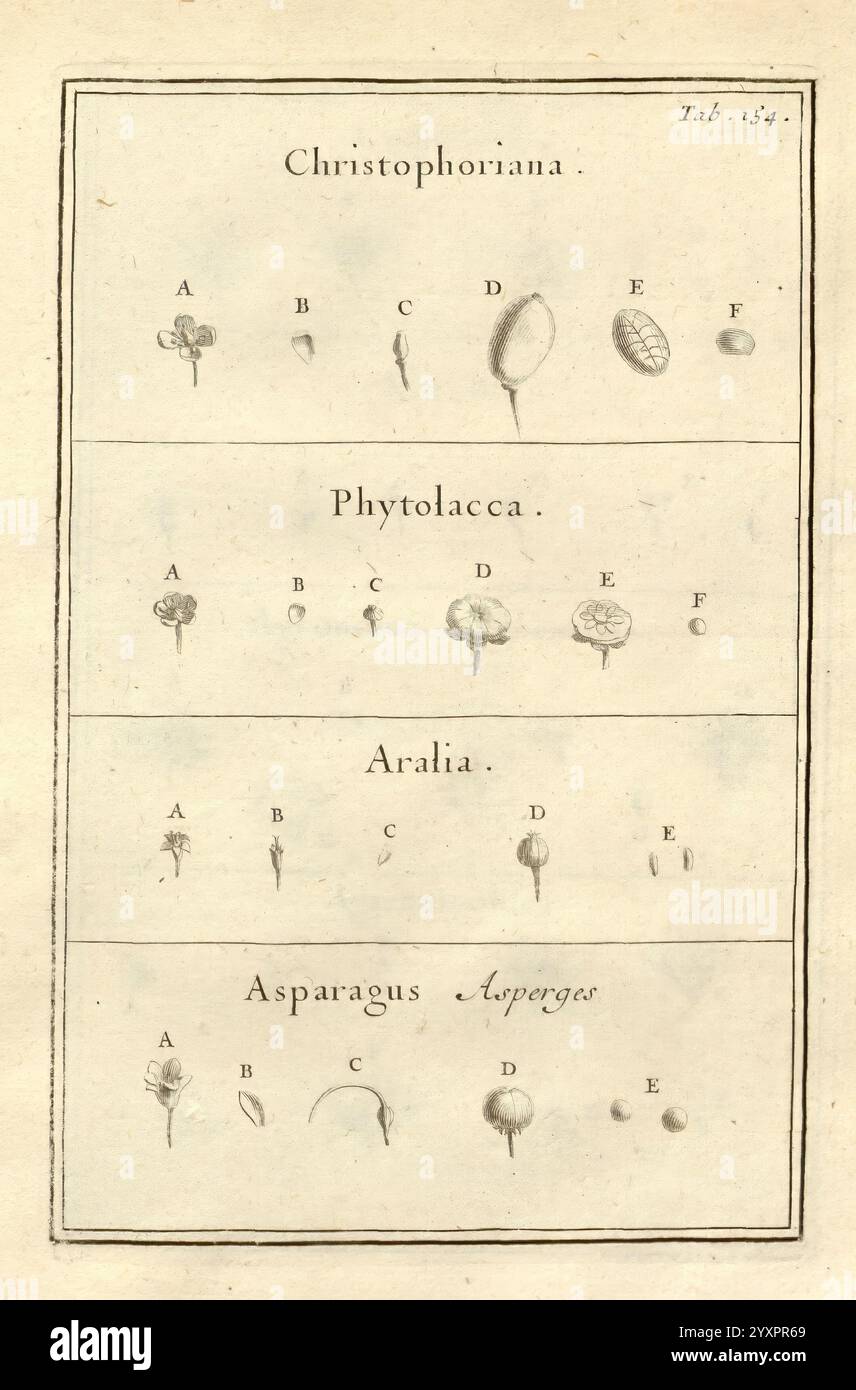 Section displays additional botanical forms hi-res stock photography ...